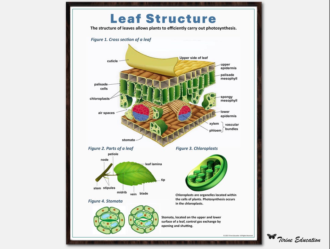 Leaf Structure Poster, Science Biology, Middle School, High School ...