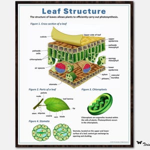Leaf Structure Poster, Science Biology, Middle School, High School ...