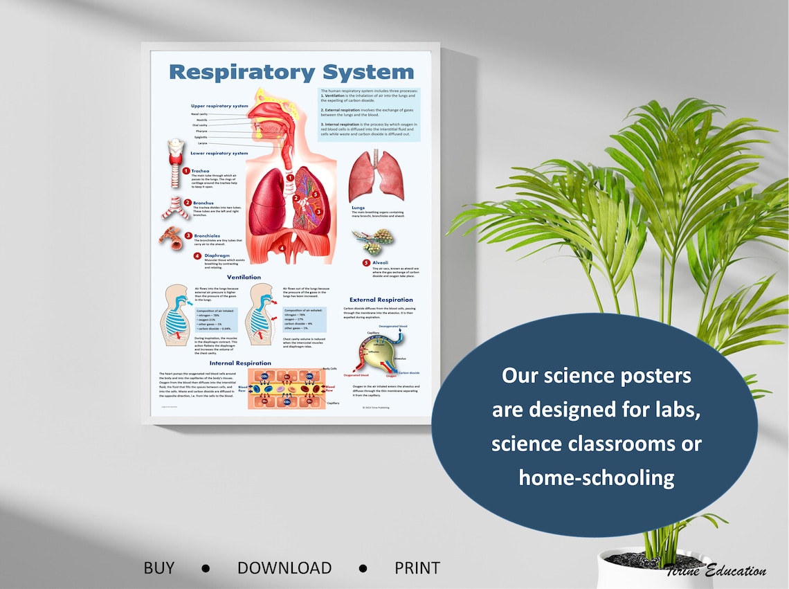 Human Respiratory System Poster, Educational Science Poster Biology ...
