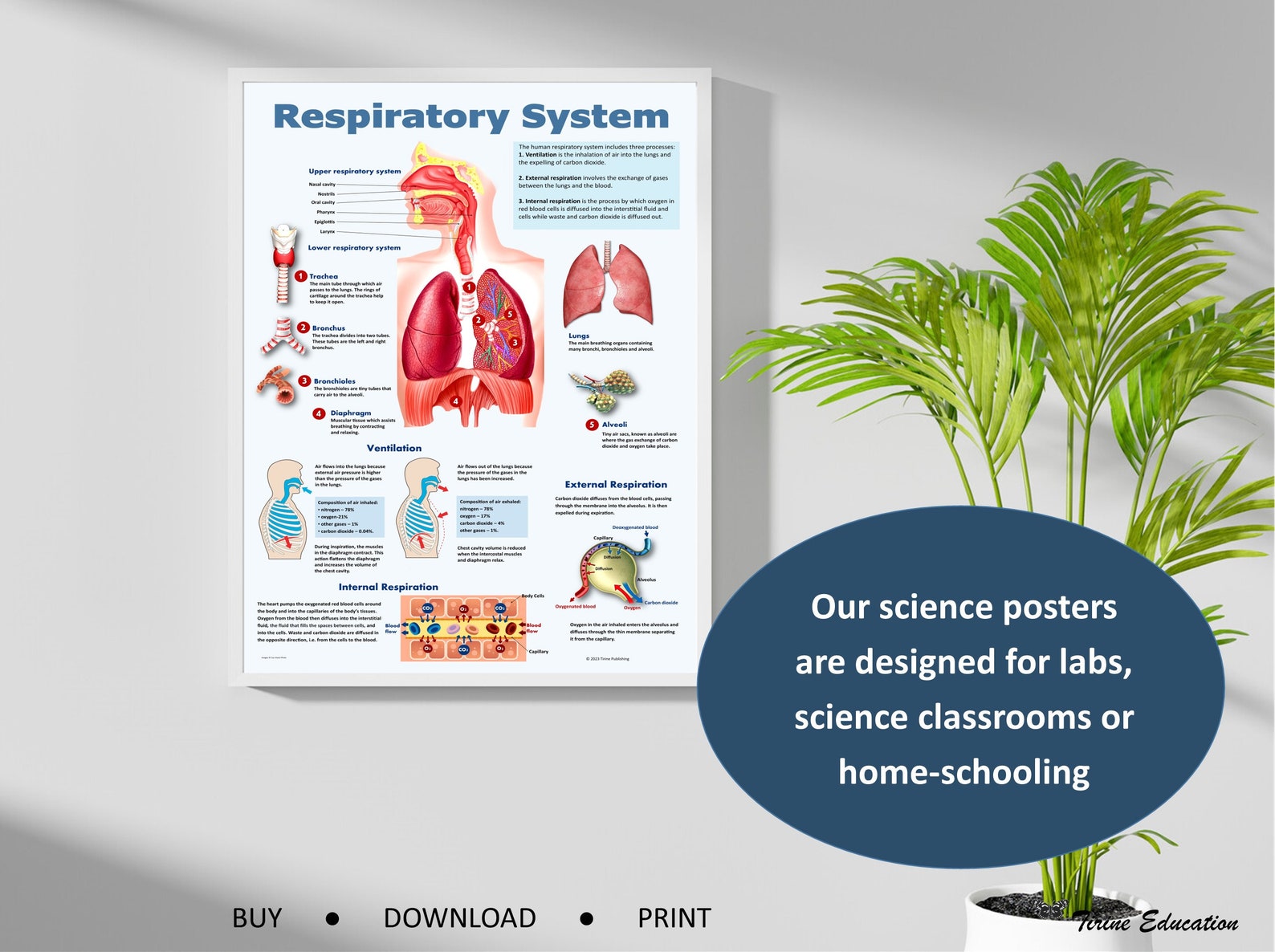 Human Respiratory System Poster, Educational Science Poster Biology ...