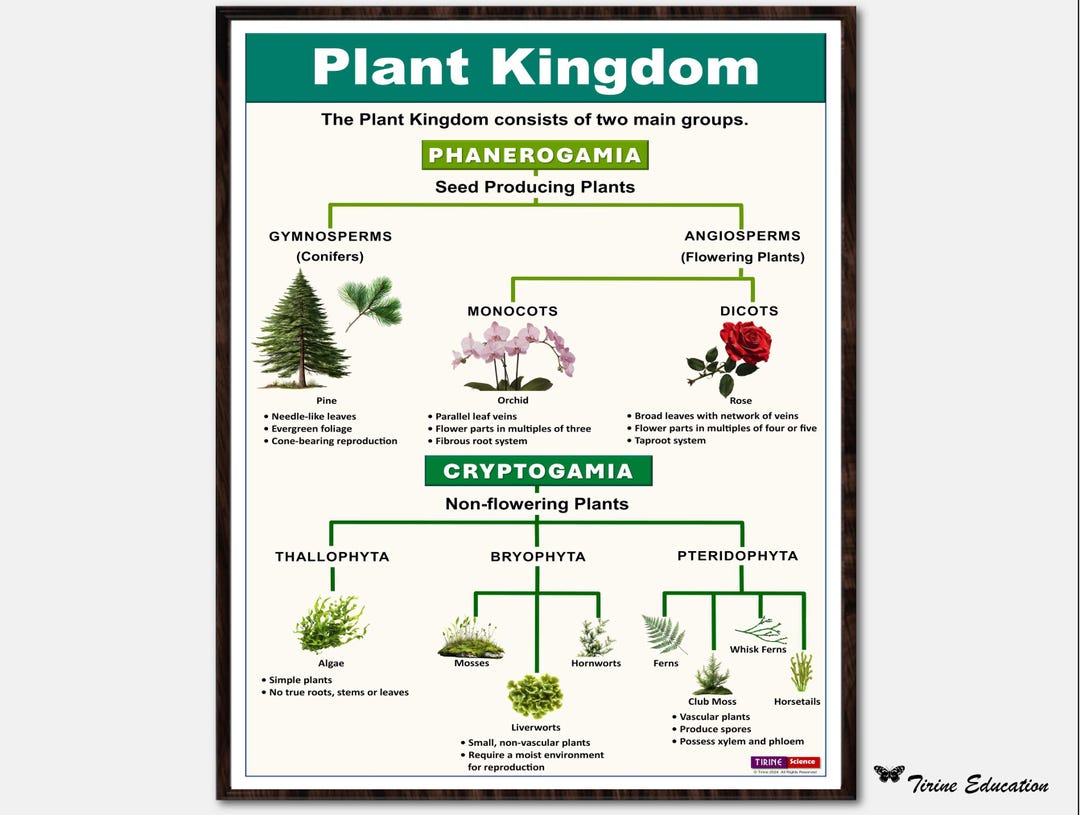 Plant Kingdom, Poster, Biology, Science, Middle School, Grade 5-8 ...
