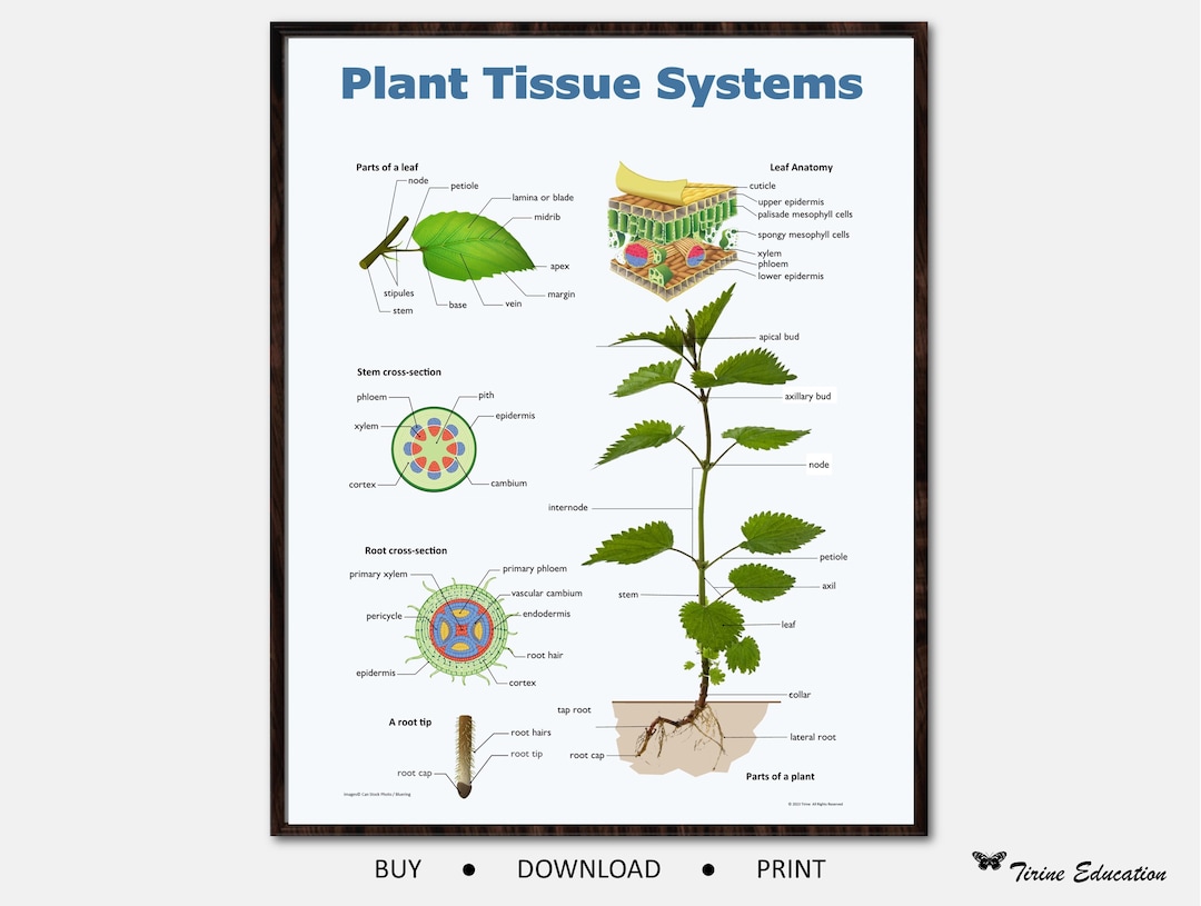 Plant Tissue Systems Poster, Educational Science Poster, Biology ...