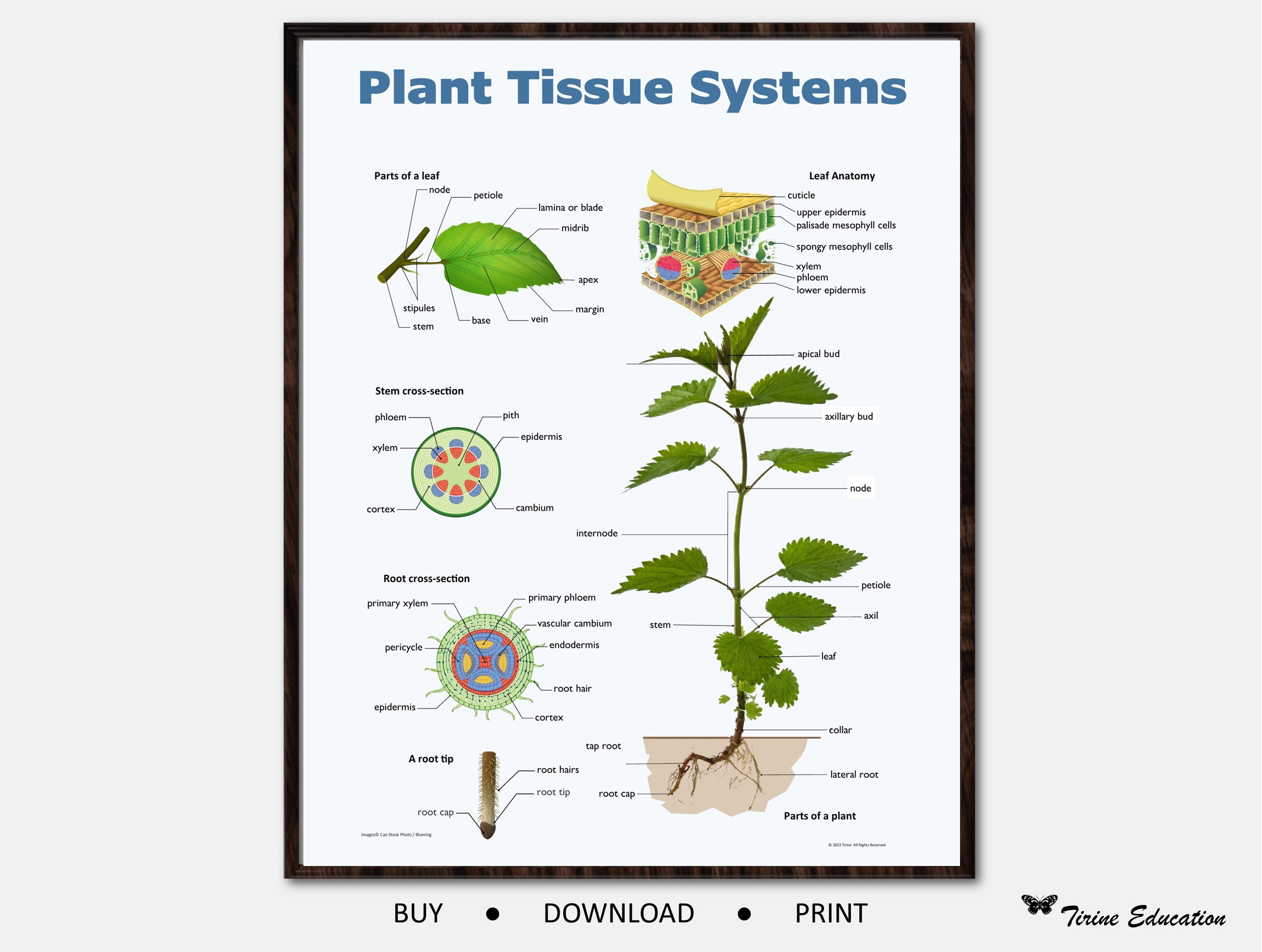 Plant Tissue Systems Poster, Educational Science Poster, Biology ...