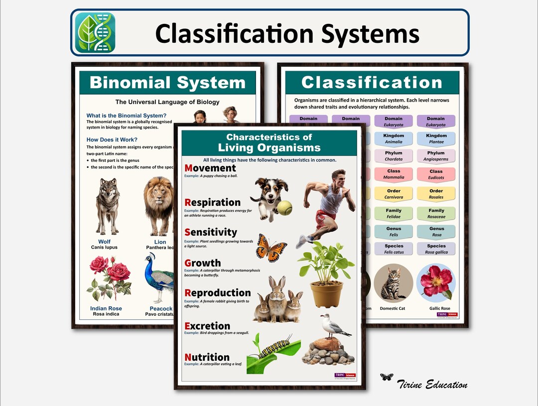 Classification Systems, 3 Posters, 7 Sizes, Biology, Science, Middle ...