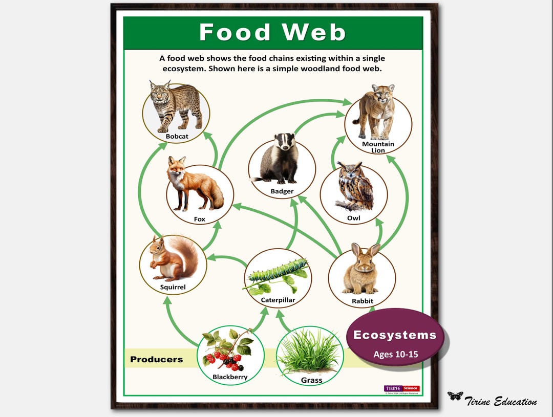 Food Web Classroom Poster – Engaging Science Classroom Decor ...