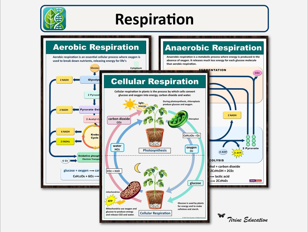 Biology Poster, Cells, Respiration, Printable, Digital, Middle or High ...