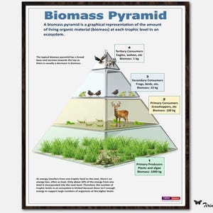 Food Web Poster Set, Biology Poster, High School Science, Food Chain ...