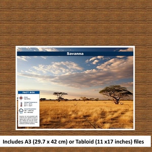 Terrestrial Biomes Classroom Display Set, Biology Posters, Middle and ...