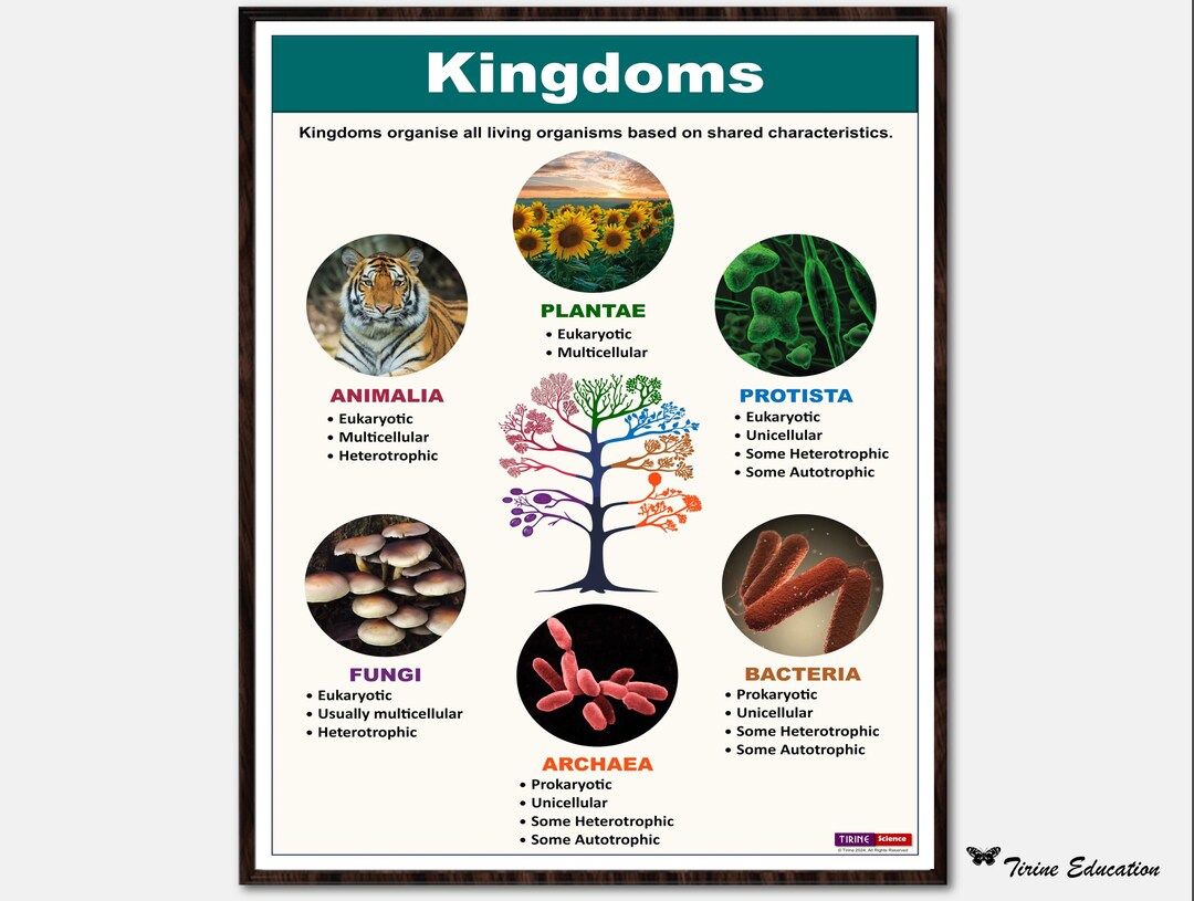 Biological Kingdoms, Poster Set, Biology, Science, Middle School, Grade ...