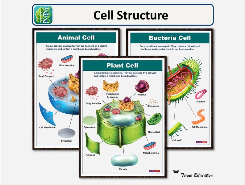 Cell Structure, 3 Posters, 7 Sizes, Biology, Science, Middle School ...