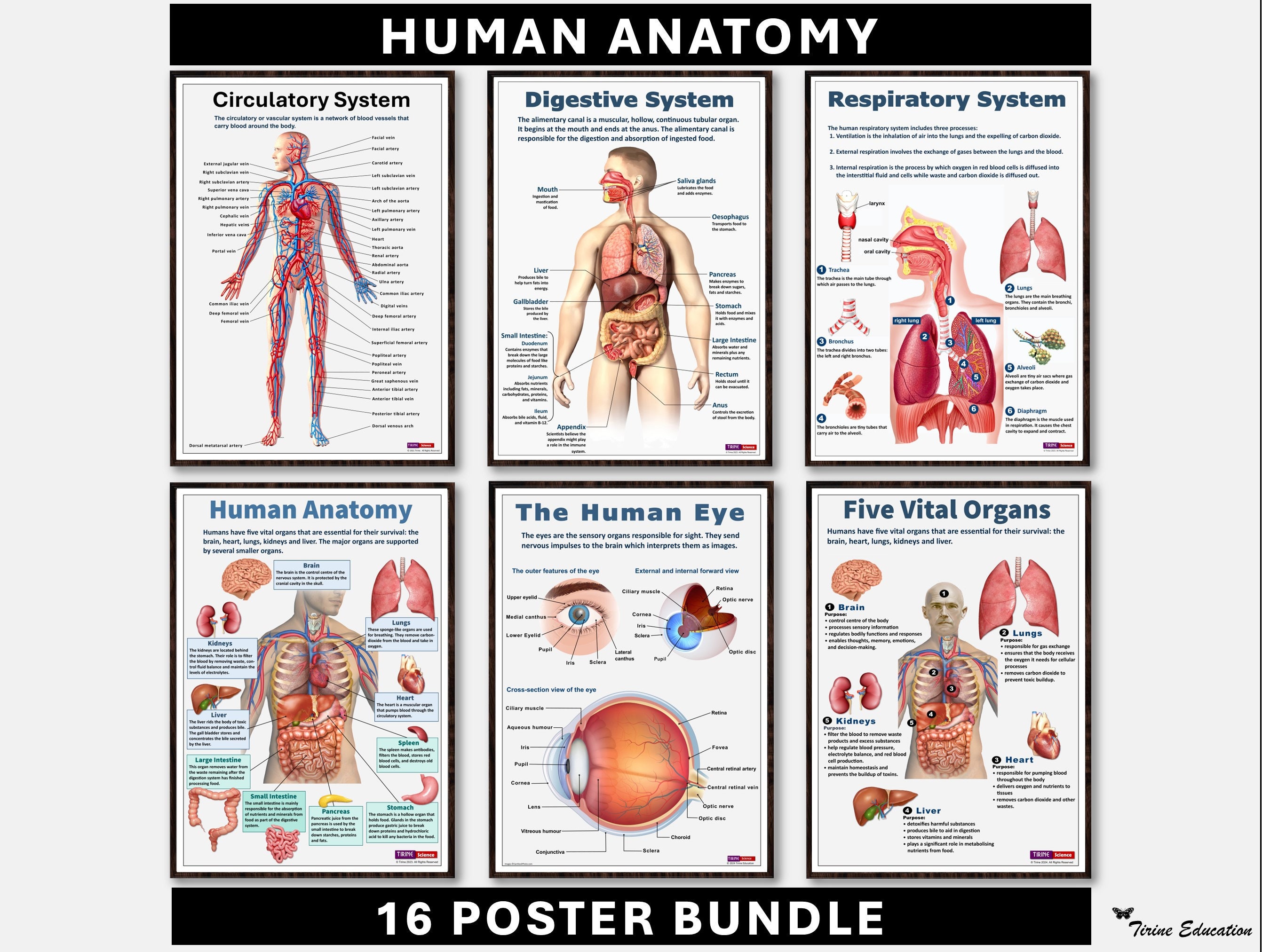 Human Anatomy 15 Poster Set, Human Biology, Human Anatomy, Science ...