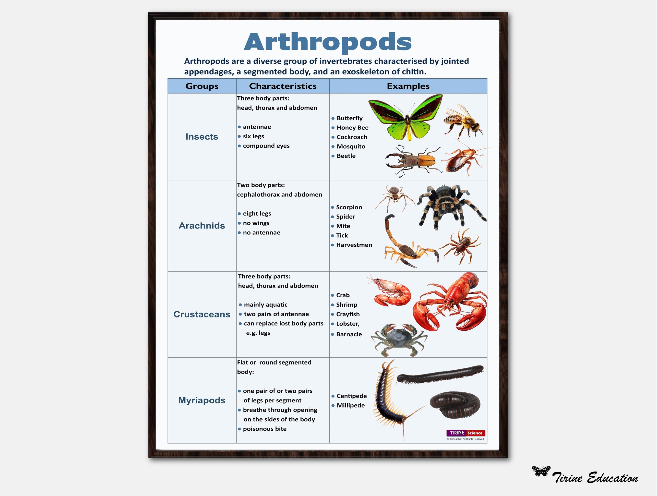 Arthropods, Biology Science Poster, Educational Poster, Junior and ...