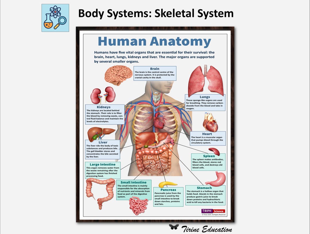 Human Anatomy Poster: Biology Classroom Decor (digital Download, Ages ...