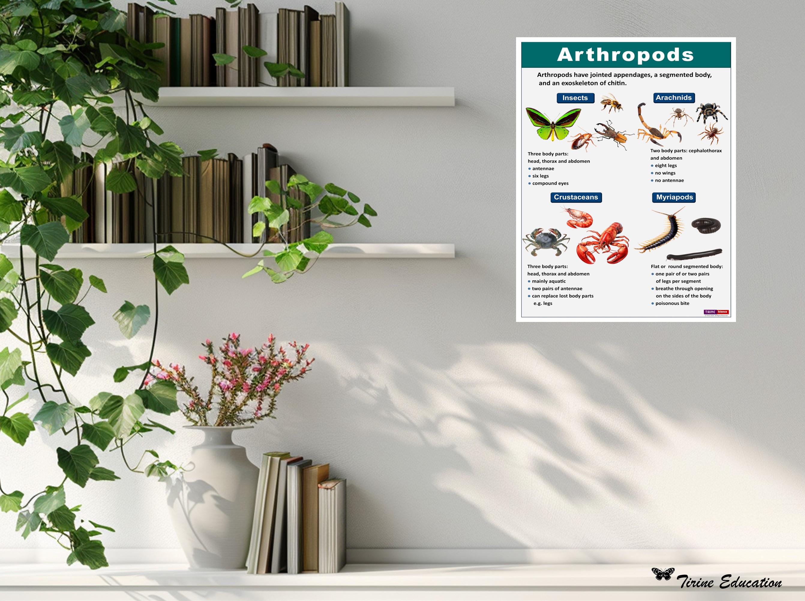 Arthropods Classroom Poster – Engaging Science Classroom Decor ...