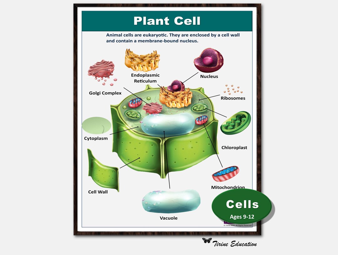 Plant Cell Classroom Poster – Simple Science Classroom Decor for Kids ...