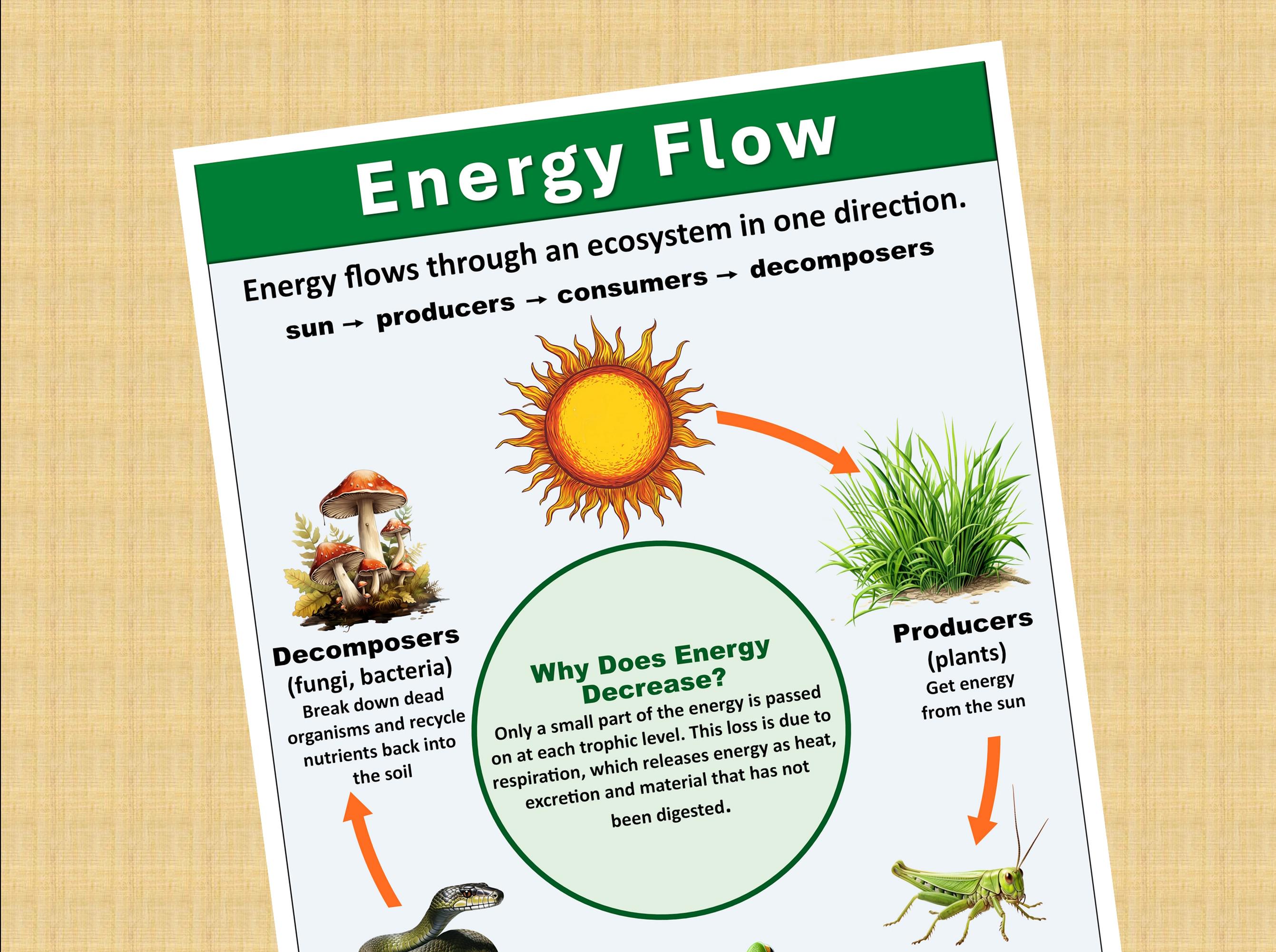 Energy Flow in Ecosystems Poster, Science, Printable Middle School STEM ...