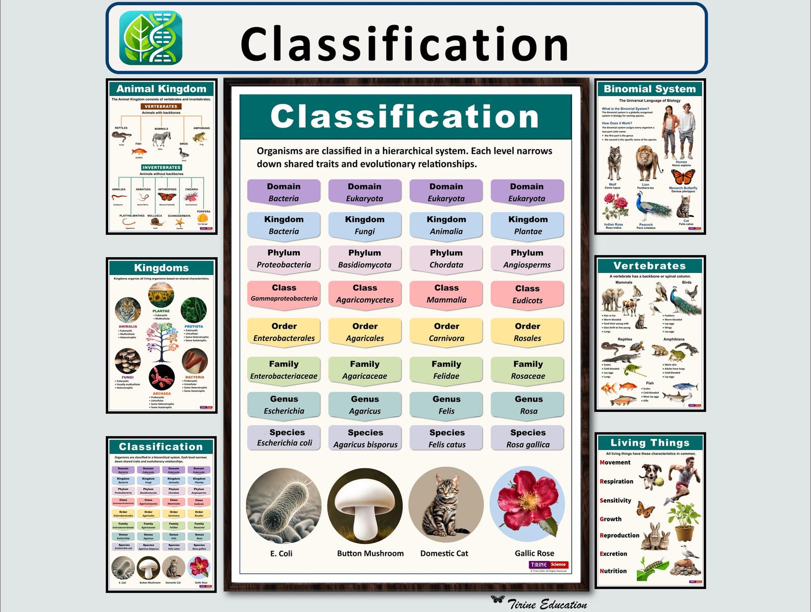 Biology Poster, Printable, Digital, Biological Classification, Science ...