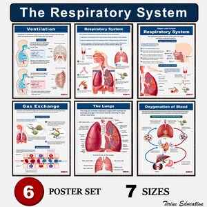 Human Anatomy Systems Science Posters, Respiratory System, Printable ...