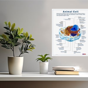 Animal Cell Poster Cell Biology Poster High School Science - Etsy