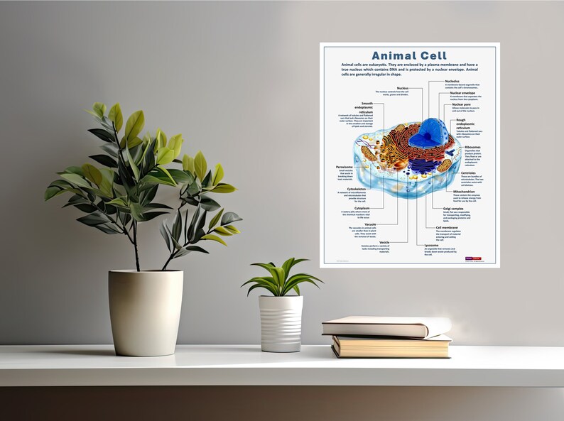 Animal Cell Poster Cell Biology Poster High School Science - Etsy