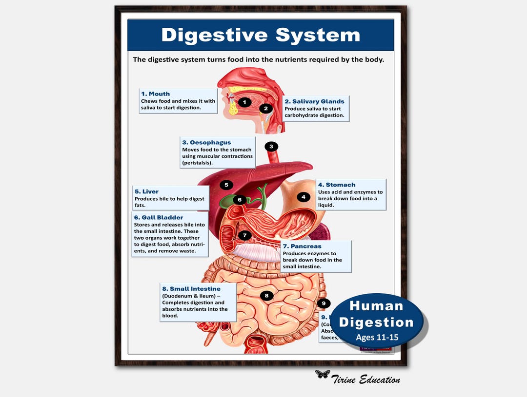 Digestive System Classroom Poster – Engaging Science Classroom Decor ...