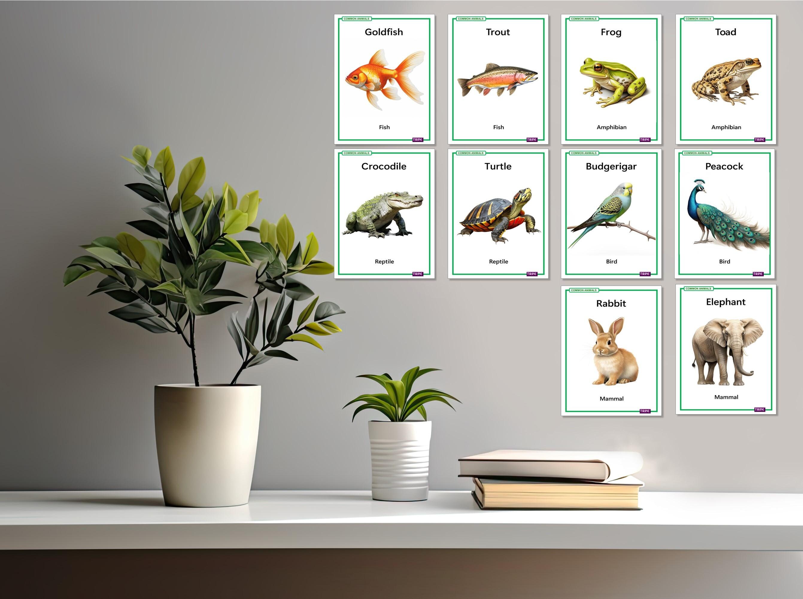 Classifying Common Animals, Junior Science, Classroom Posters, Ages 5-6 ...
