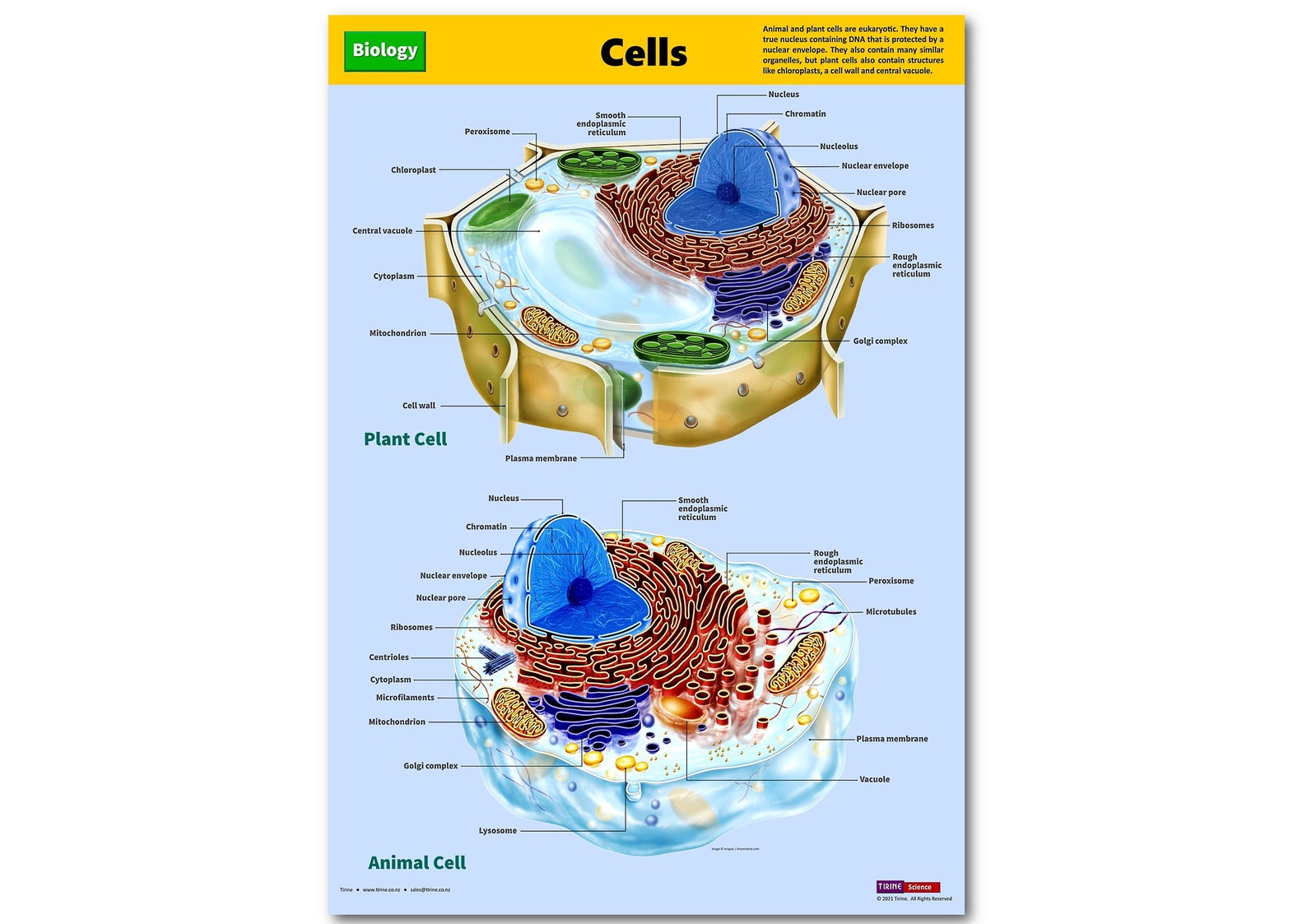 Cells Biology Science Poster Classroom poster Digital | Etsy