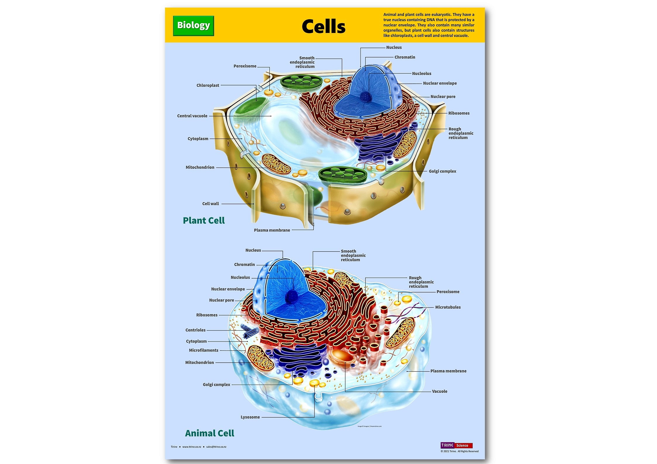 Cells Biology Science Poster Classroom poster Digital | Etsy