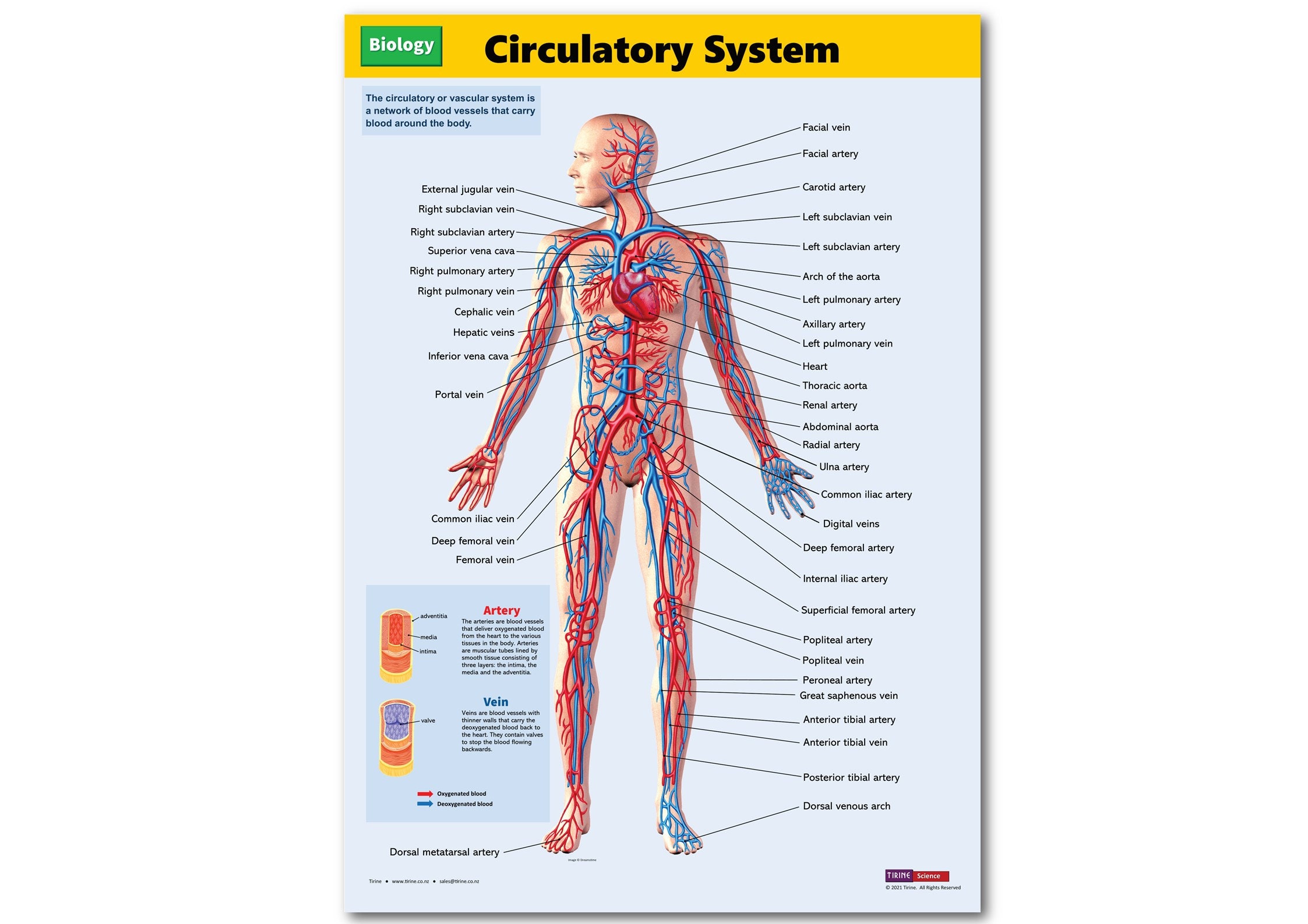 Science Circulatory System