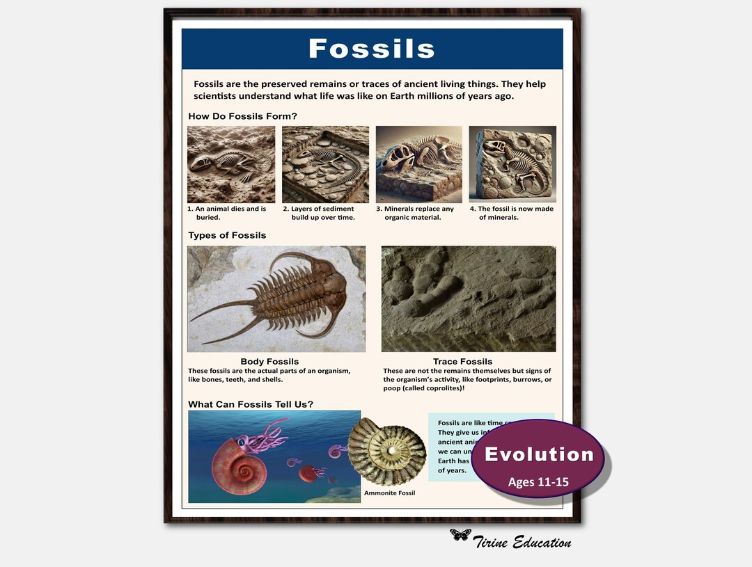 Fossils Science Poster – Printable, Digital, Science Classroom Decor ...
