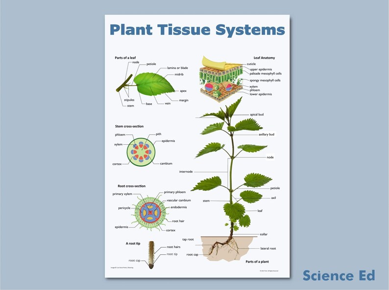 Plant Tissue Systems Poster, Educational Science Poster, Biology ...