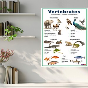Vertebrates, Classification, Biology Science Poster, Junior Science ...