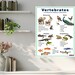 Vertebrates, Classification, Biology Science Poster, Junior Science ...