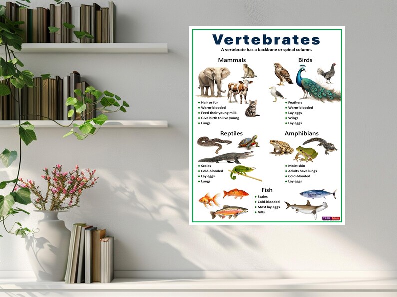 Vertebrates, Classification, Biology Science Poster, Junior Science ...