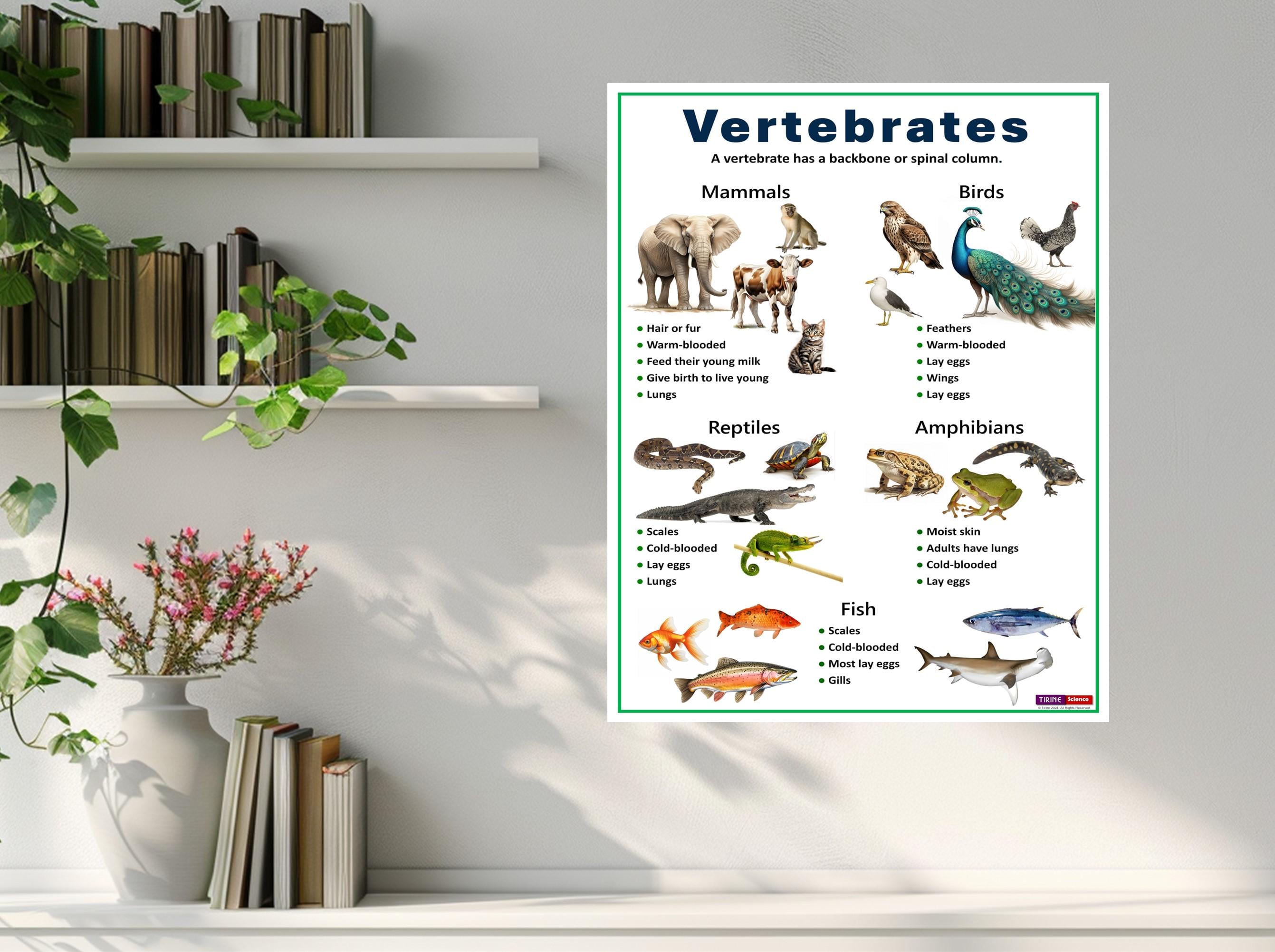 Vertebrates, Classification, Biology Science Poster, Junior Science ...