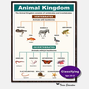 Kingdom Animal Classification Chart - Etsy