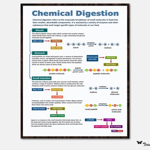 Human Biology Science Poster, Chemical Digestion, Human Digestive ...
