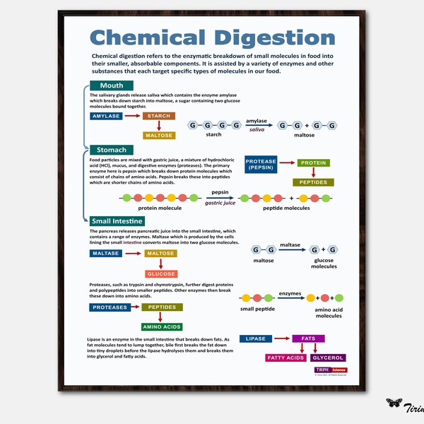 Digestive System Poster Etsy