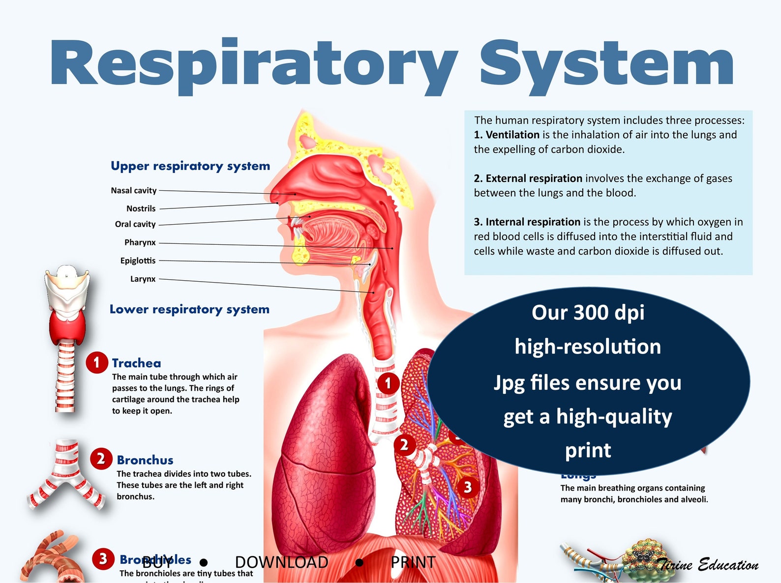 Human Respiratory System Poster, Educational Science Poster Biology ...