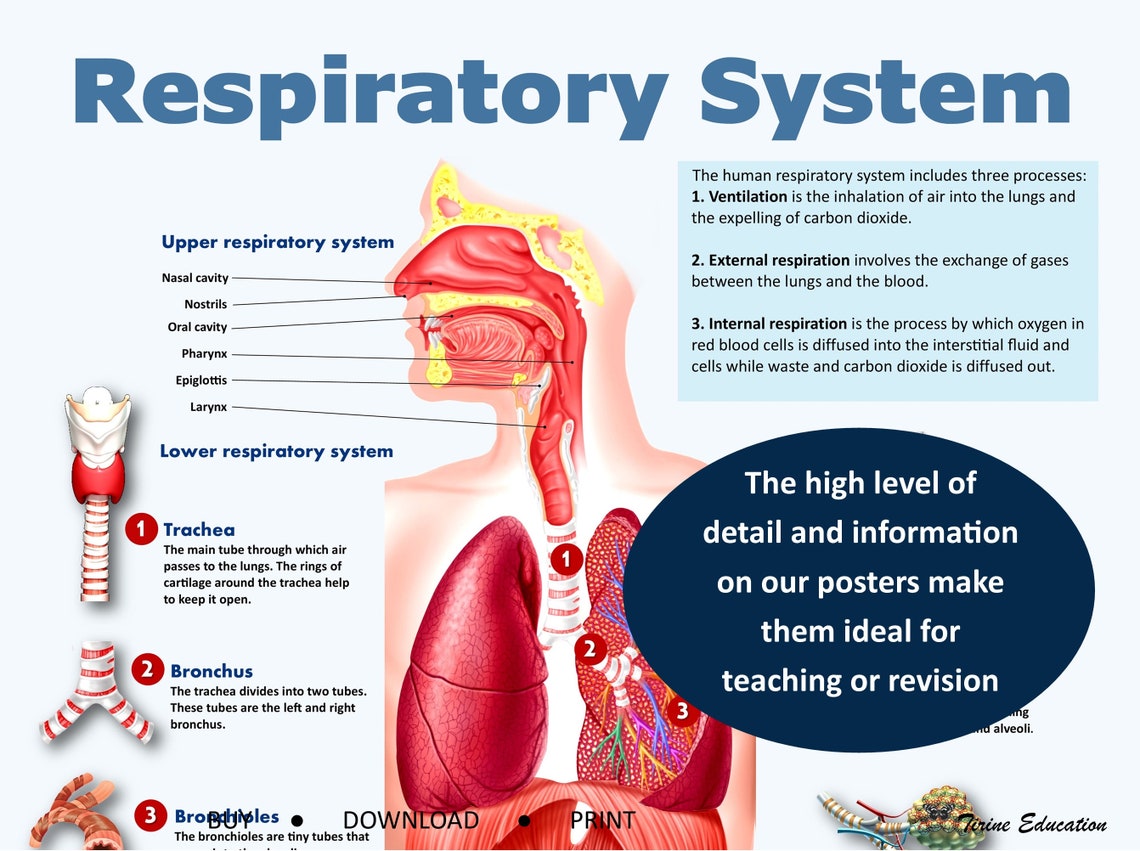 Human Respiratory System Poster, Educational Science Poster Biology ...