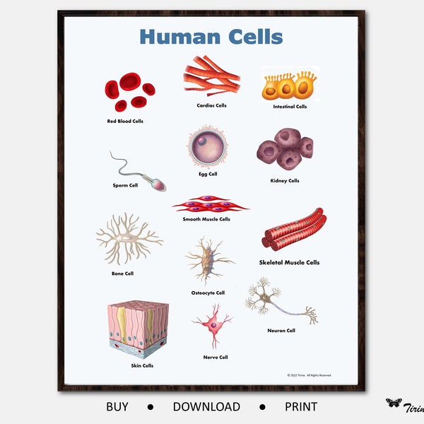 Biology Poster - Etsy