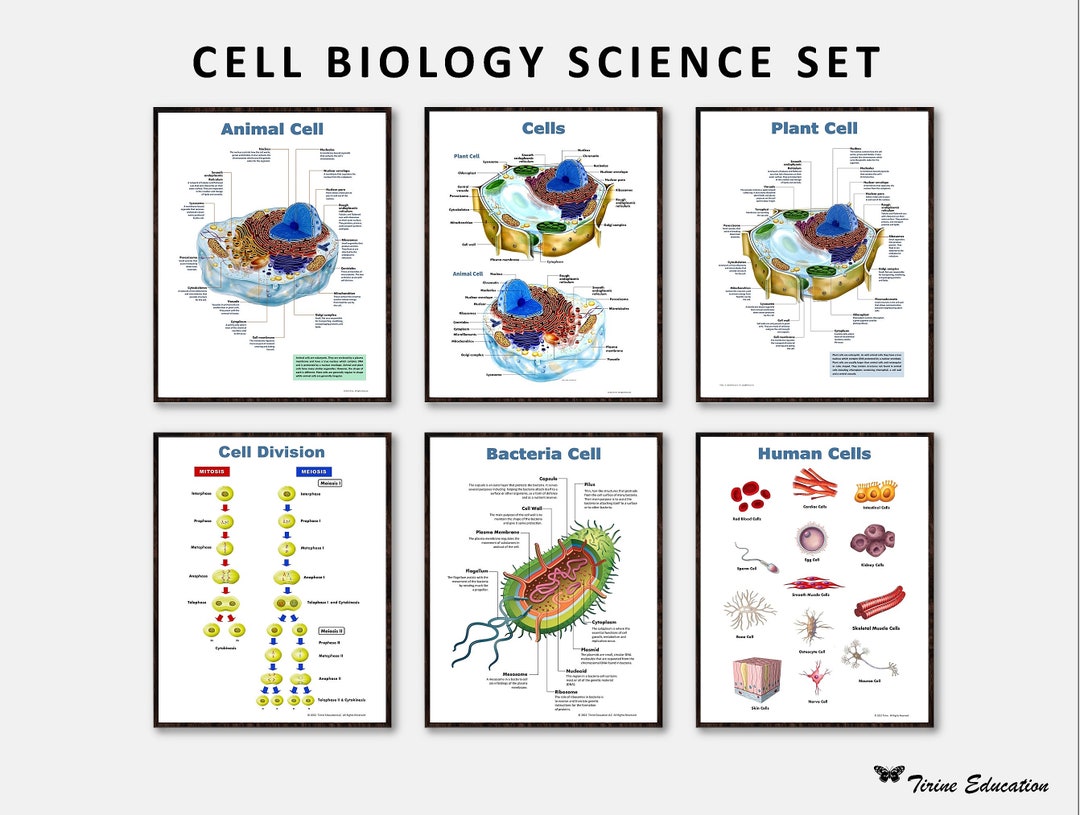 Cell Biology Poster Set Biology Classroom Poster Classroom - Etsy