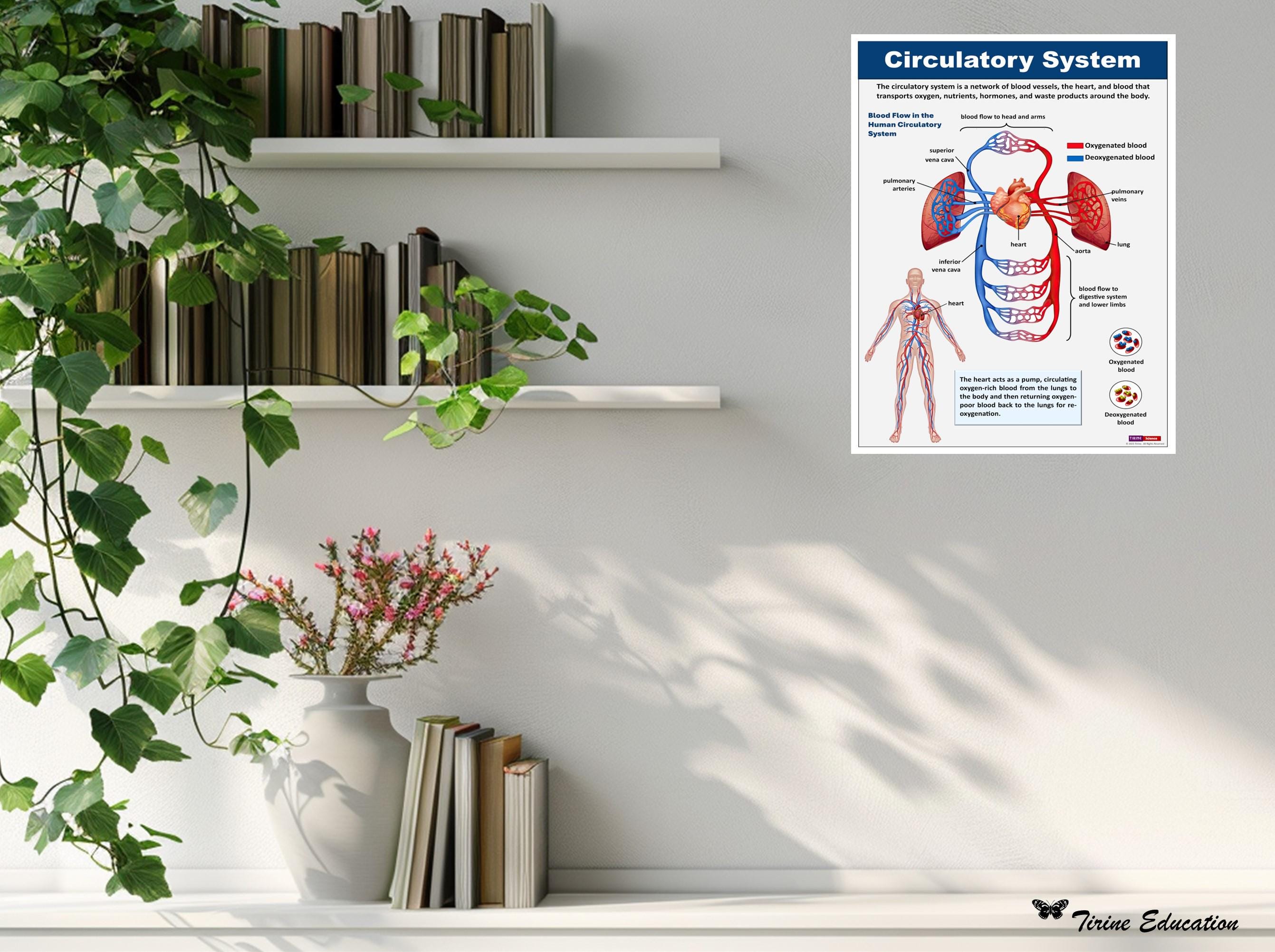 Circulatory System Classroom Poster – Engaging Biology Science ...