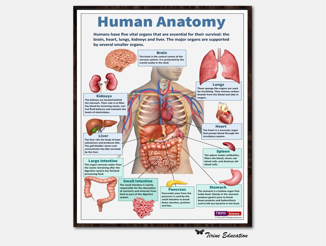 Human Anatomy Poster, Human Biology. Middle School, High School Science ...