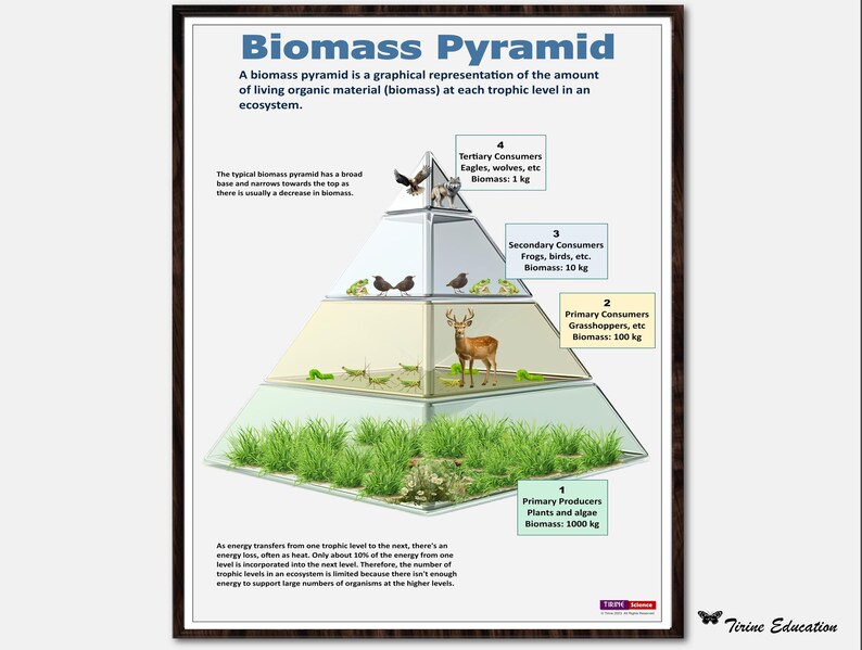Biomass Pyramid Poster, Biology Poster, High School Science, Food Chain ...