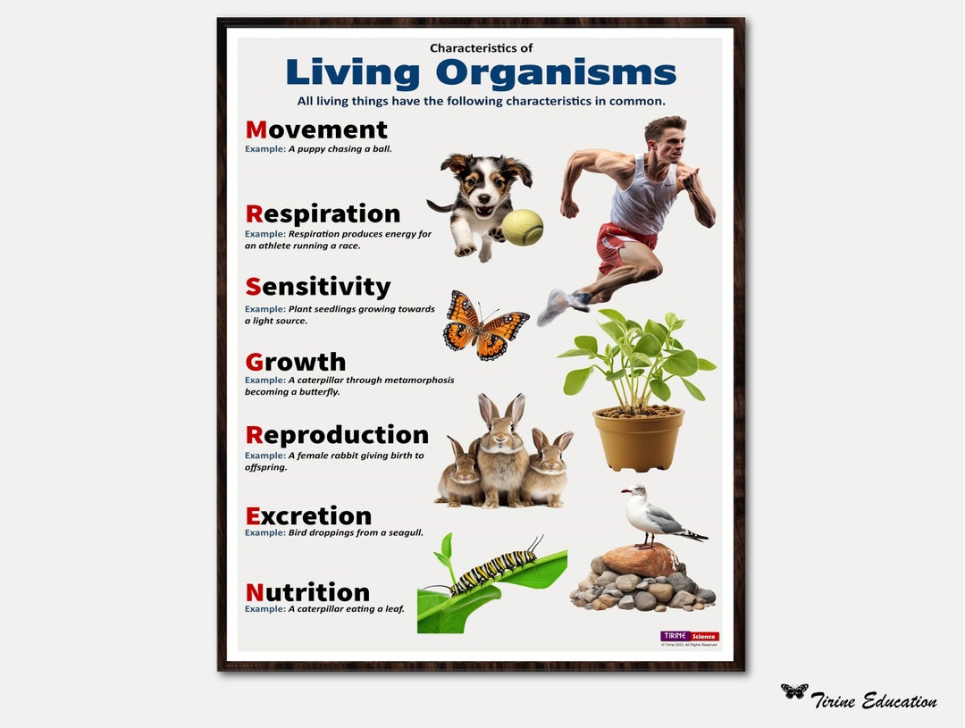 Living Things Poster Middle School Science Biology - Etsy
