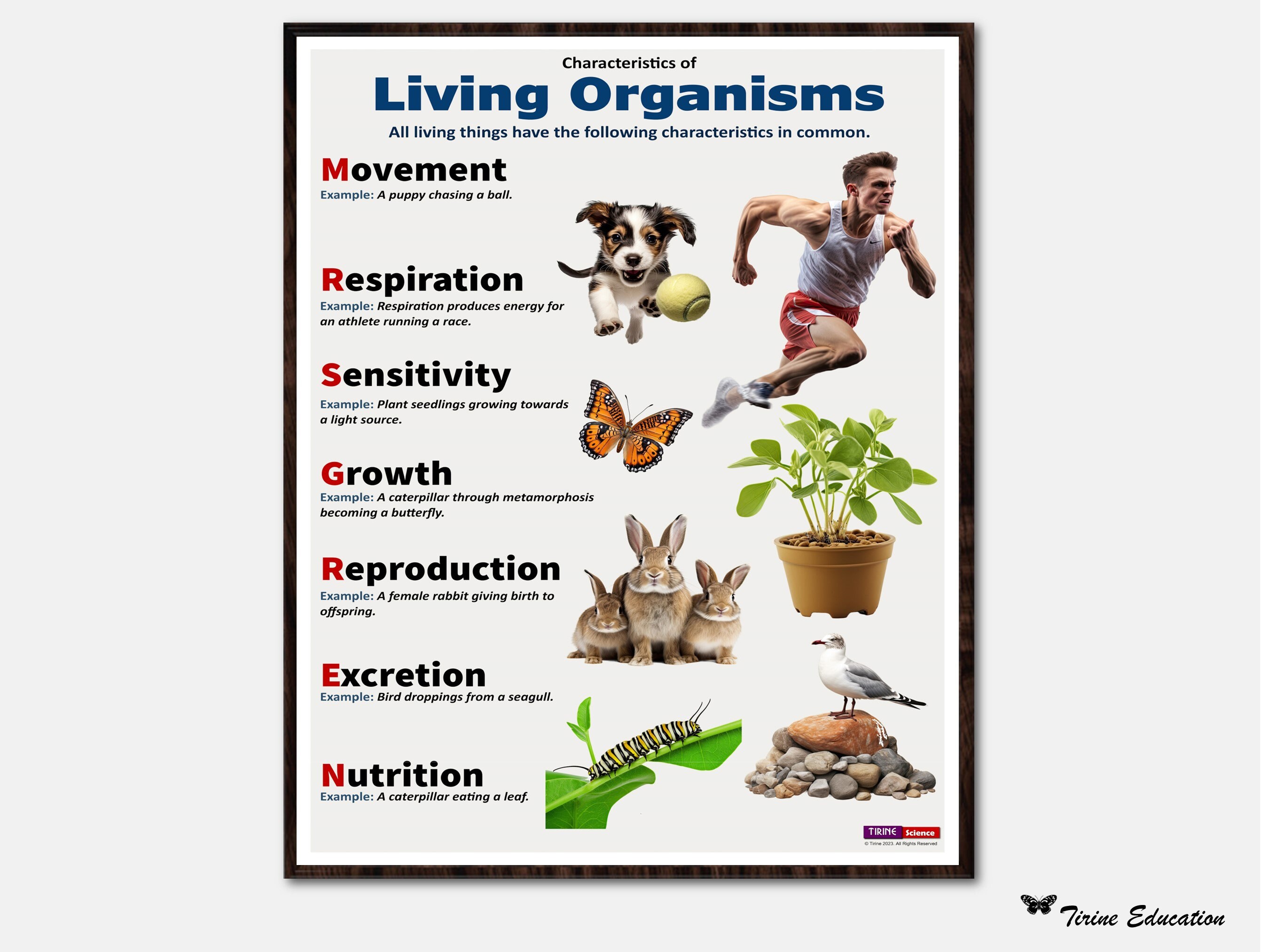 Living Things Poster Middle School Science Biology - Etsy