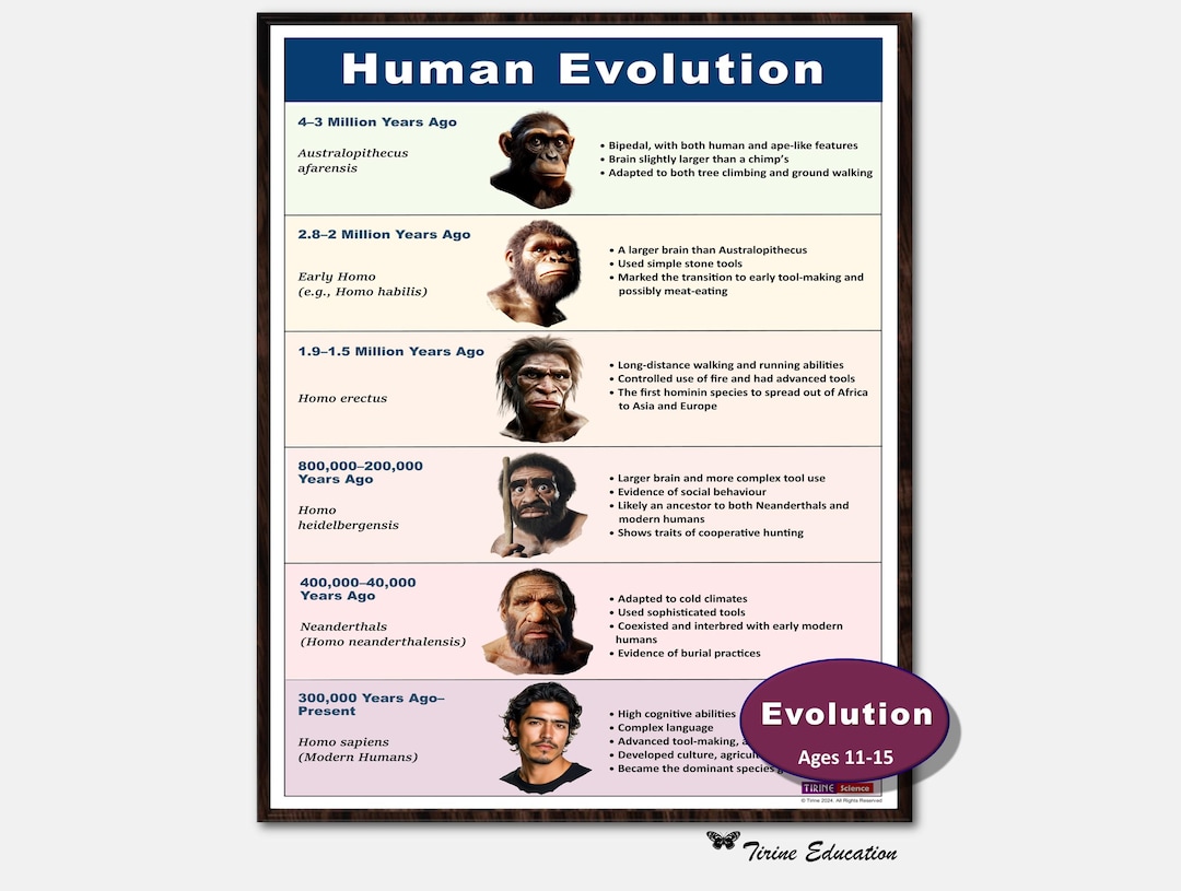 Human Evolution Science Poster – Printable, Digital, Science Classroom ...