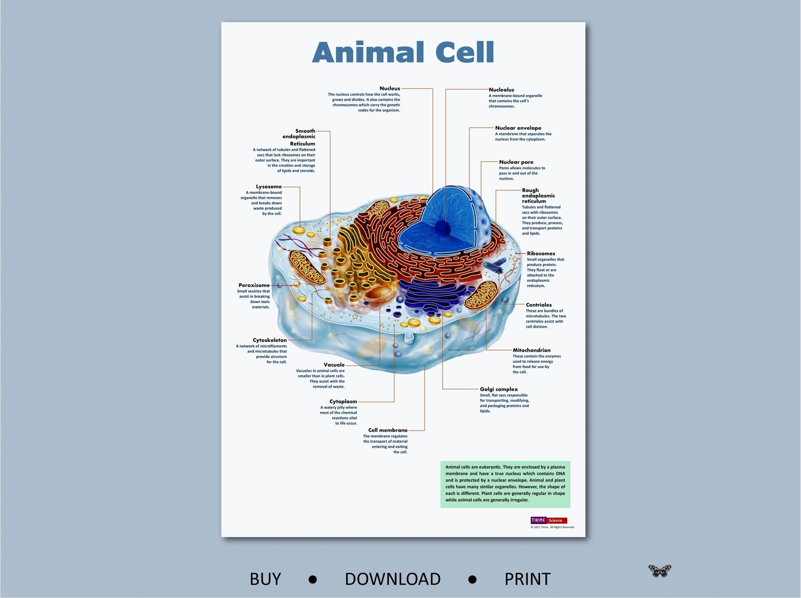 Animal Cell Microfilaments