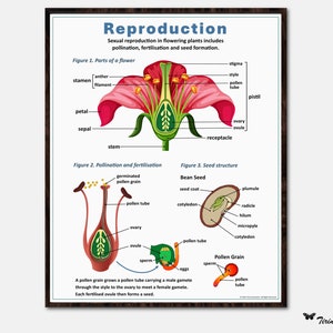 Plants Science Biology 7-poster Set, High School Science, Biology ...